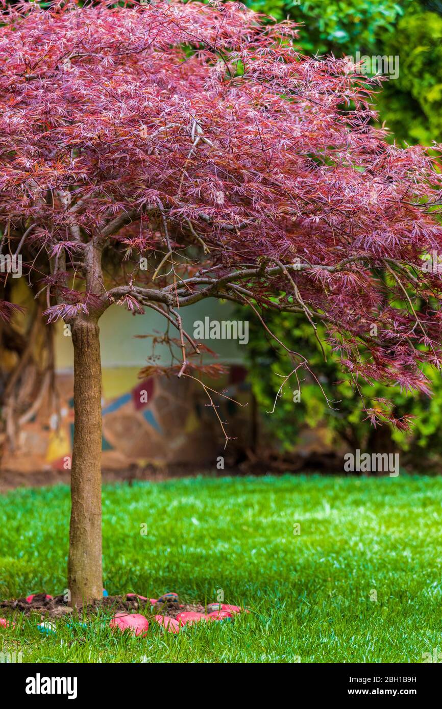 Japanese Red Maple tree in the late evening Stock Photo - Alamy