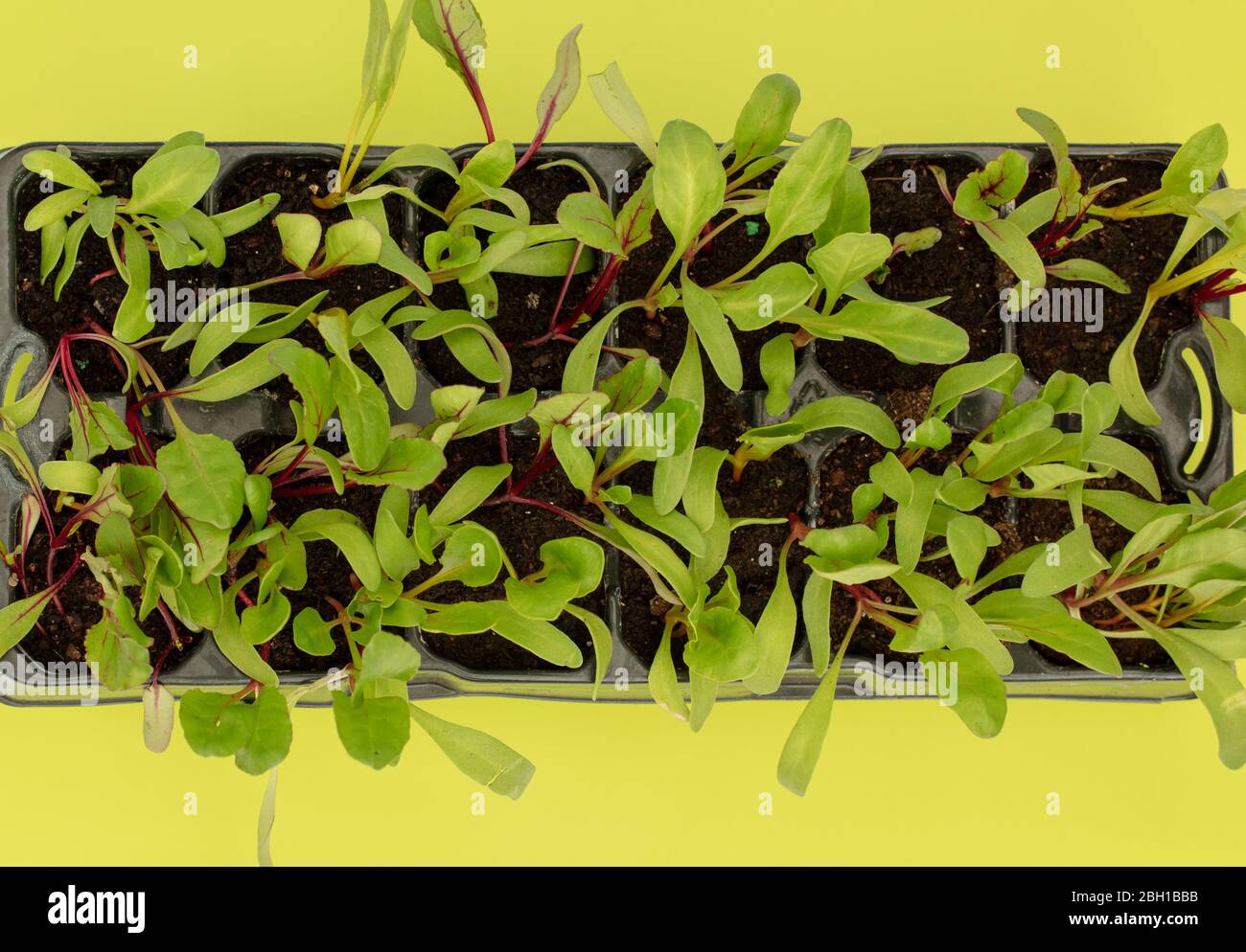 Beetroot seedlings seen from above in a plug plant tray Stock Photo - Alamy