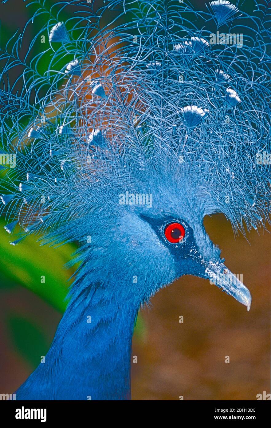 Victoria Crowned Pigeon , (Goura Victoria,) from Indonesia and Papua ...