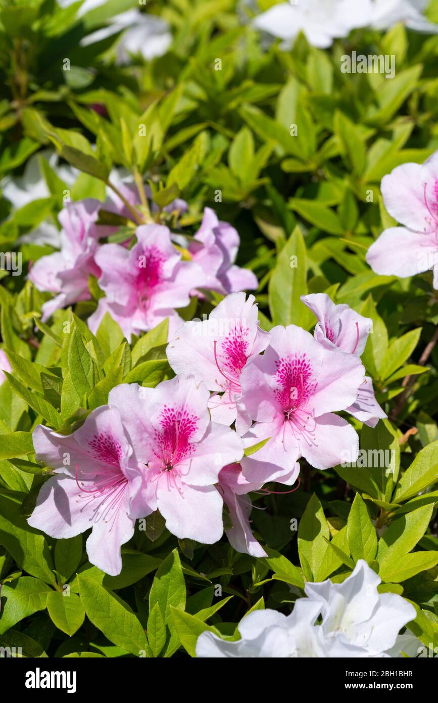 Azalea flower plant kanto hi-res stock photography and images - Alamy