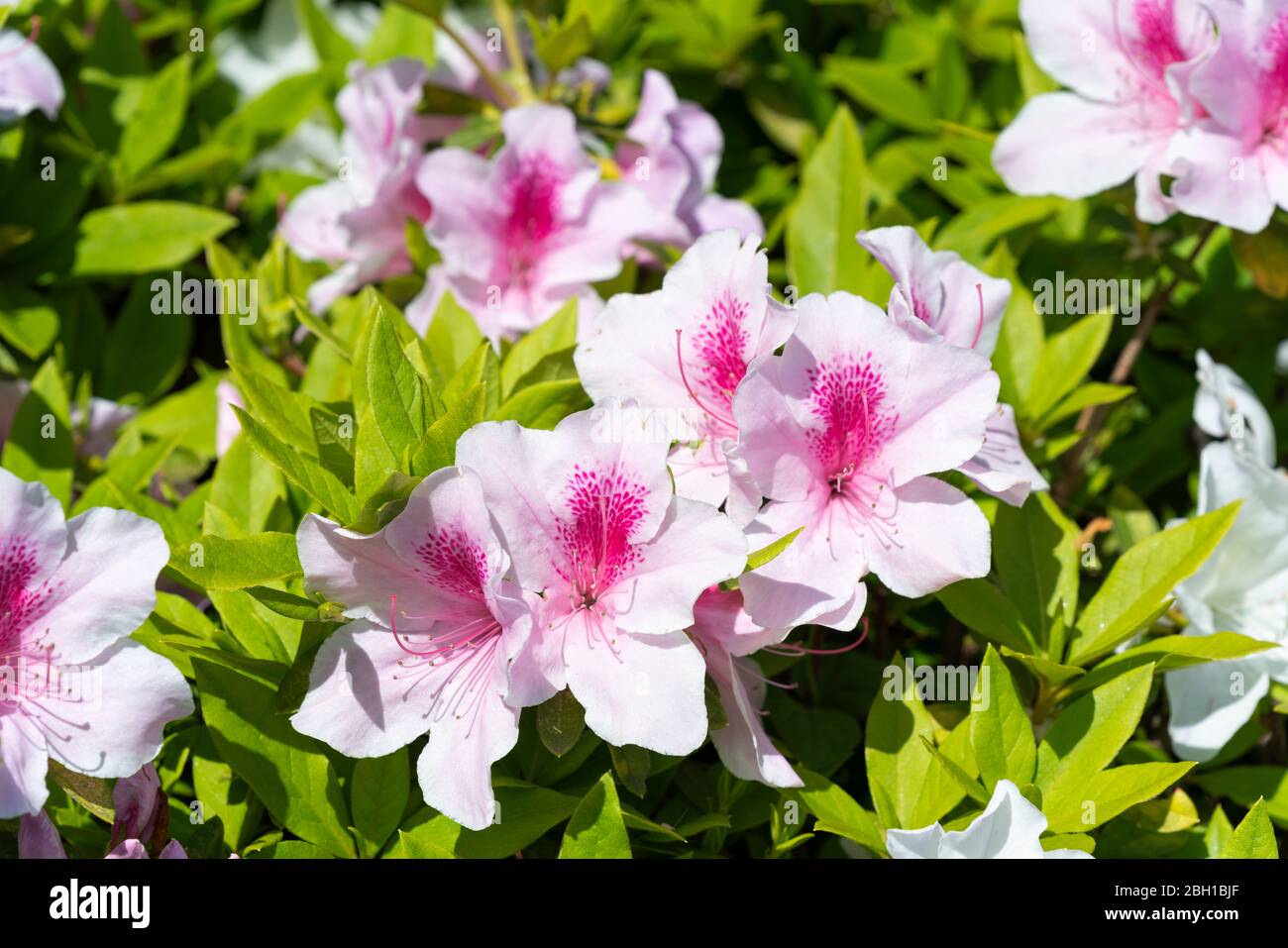 Azalea flower plant kanto hi-res stock photography and images - Alamy