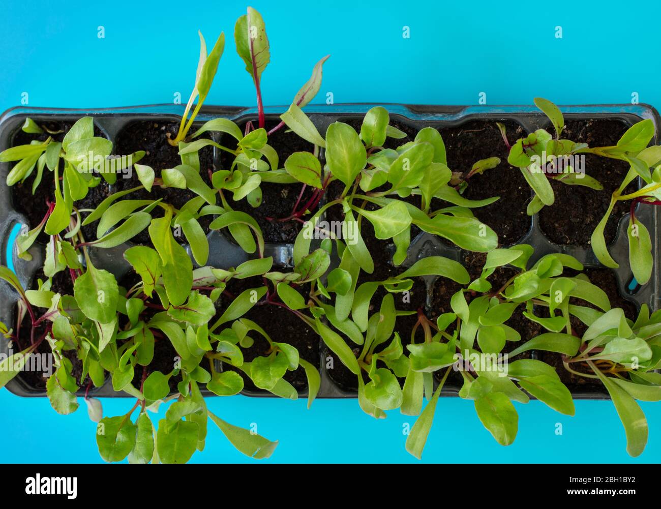 Beetroot plug plants hi-res stock photography and images - Alamy