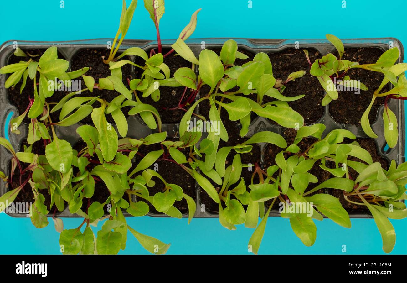 Beetroot seedlings seen from above in a plug plant tray Stock Photo - Alamy