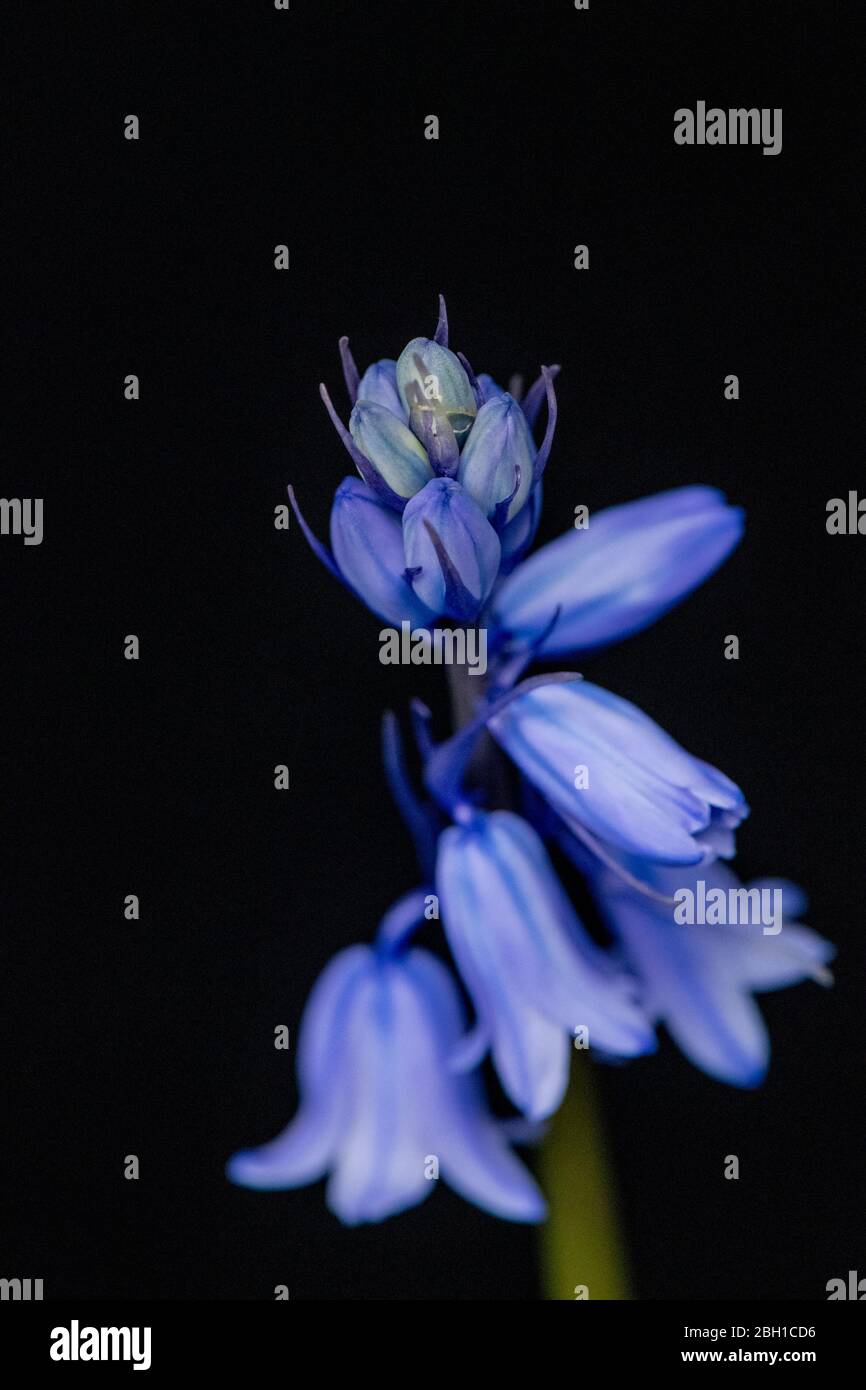 Invasive bluebell hi-res stock photography and images - Alamy