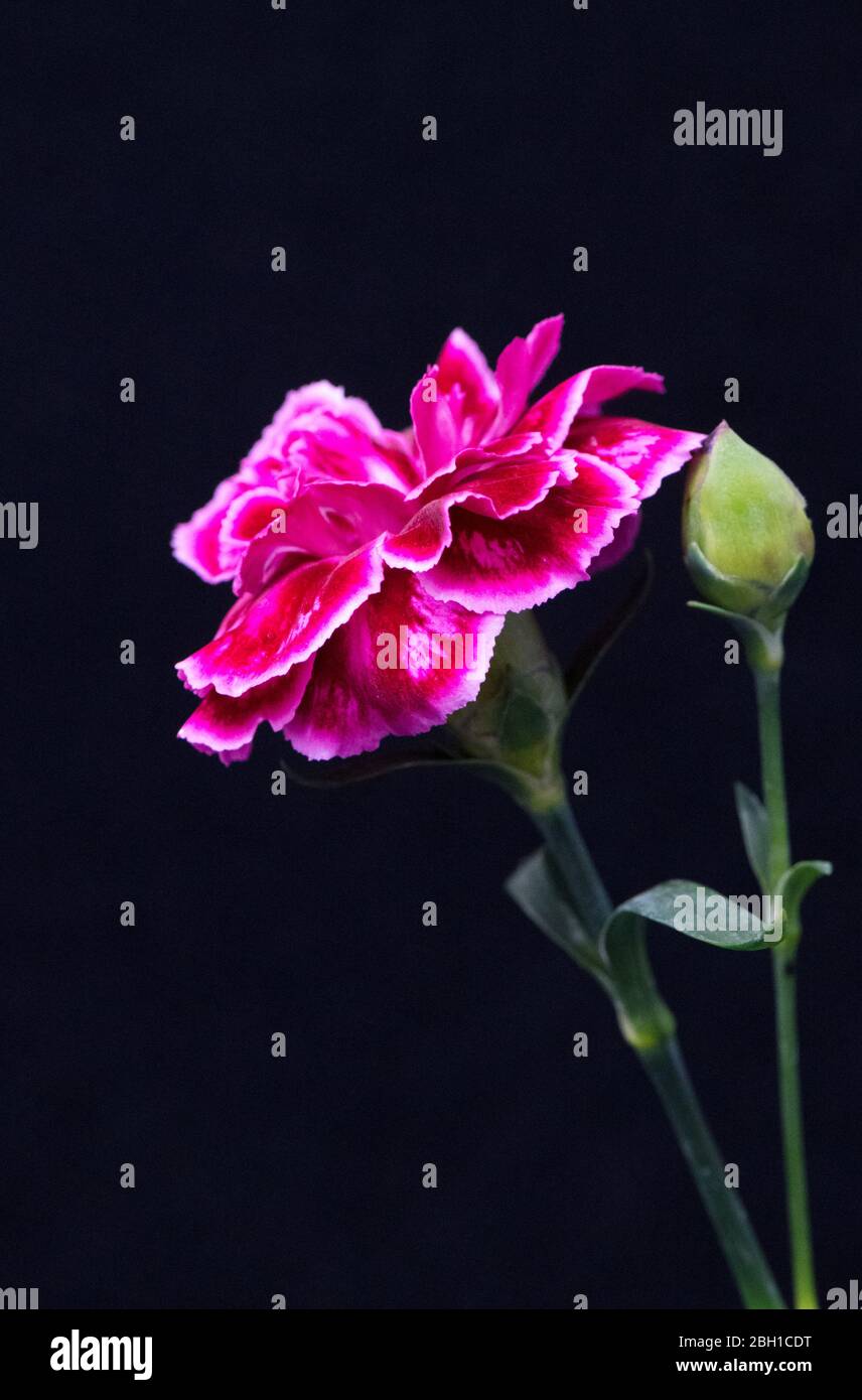 Dianthus oscar hi-res stock photography and images - Alamy