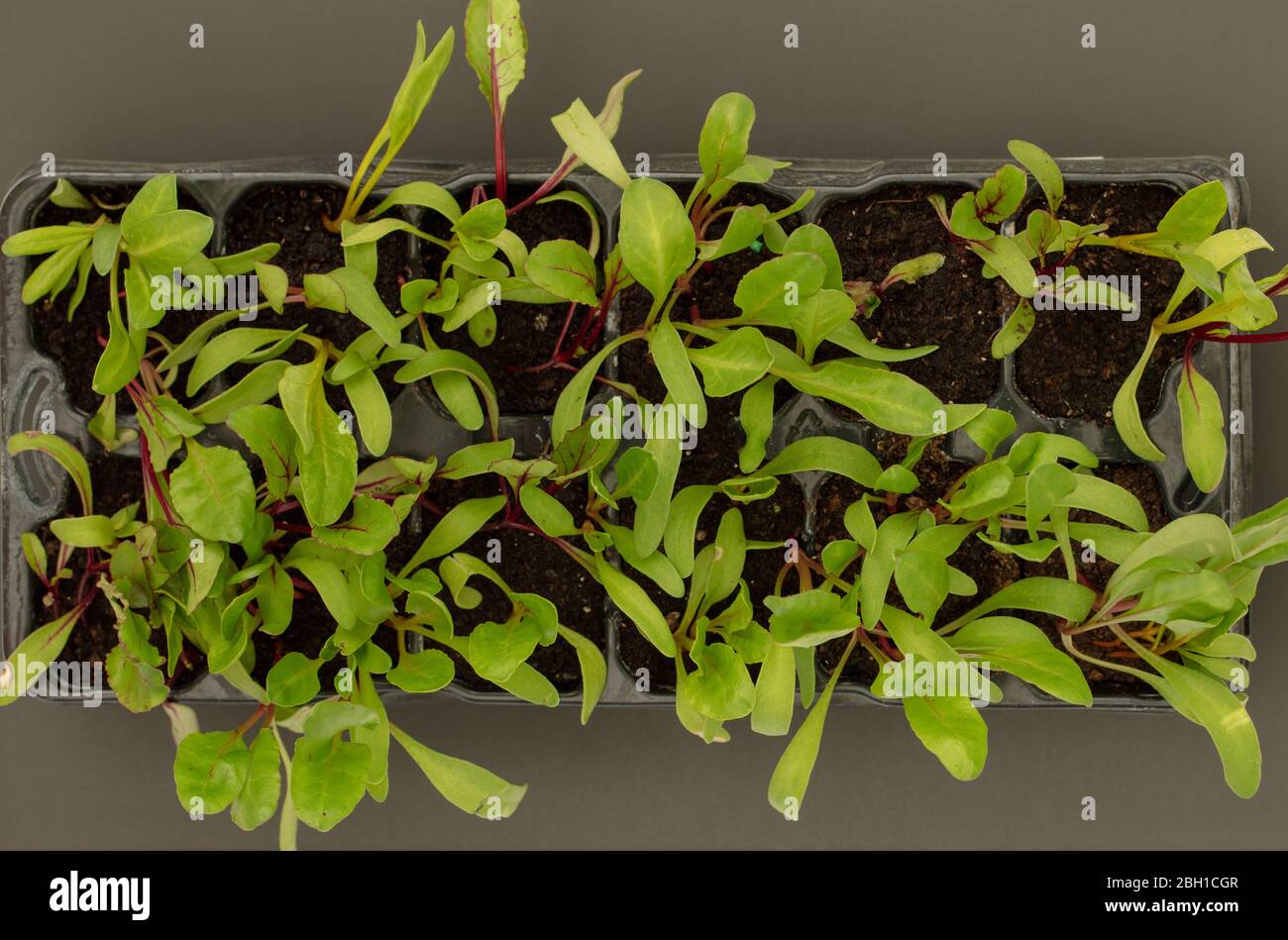Beetroot seedlings seen from above in a plug plant tray Stock Photo - Alamy