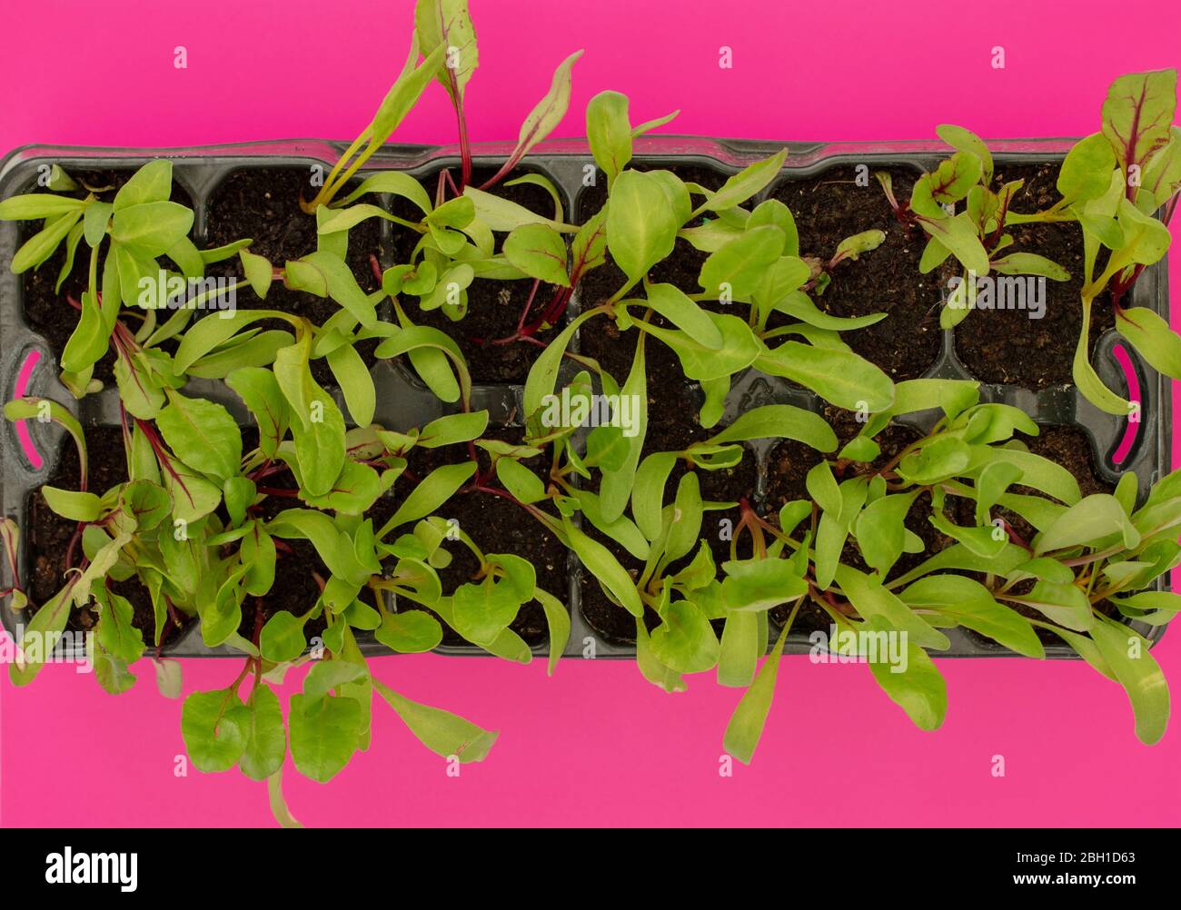 Beetroot seedlings seen from above in a plug plant tray Stock Photo - Alamy