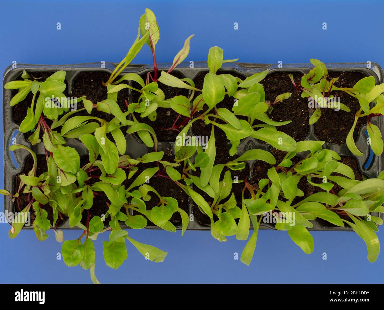 Beetroot seedlings seen from above in a plug plant tray Stock Photo - Alamy