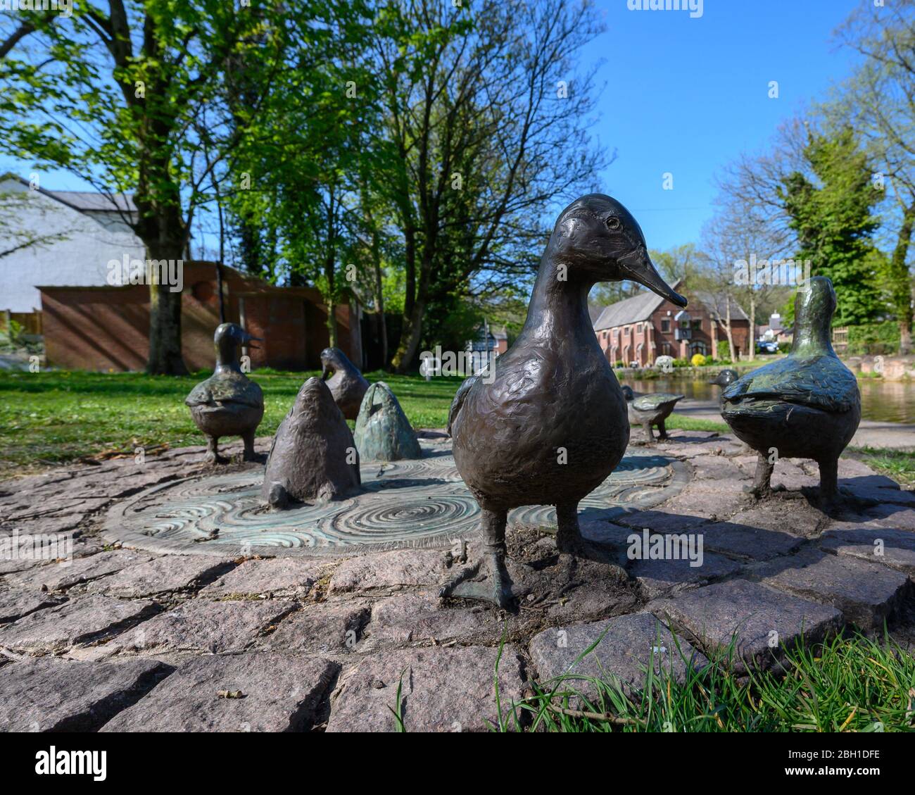 Worsley Ducks, Worsley, Manchester Stock Photo - Alamy