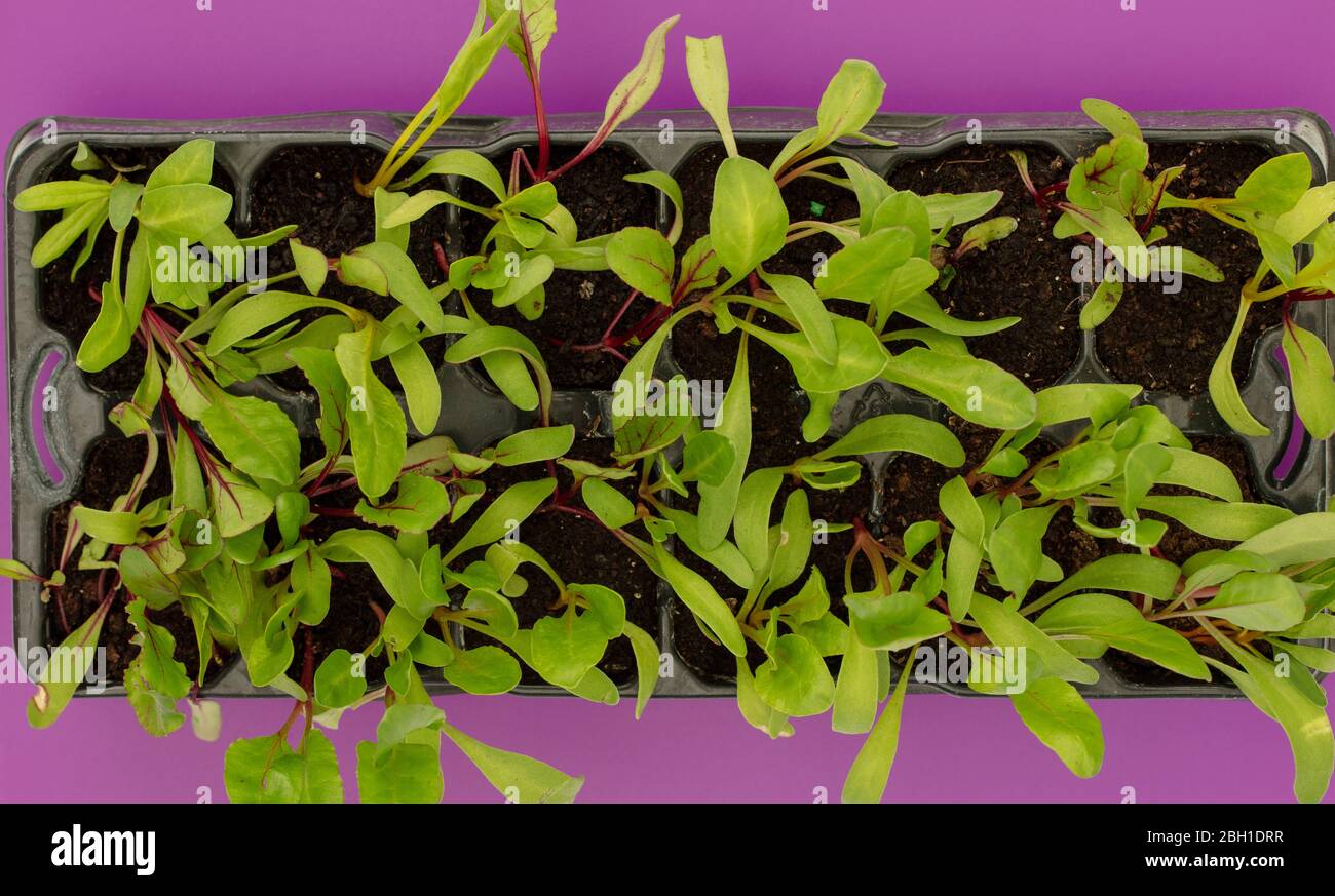 Beetroot seedlings seen from above in a plug plant tray Stock Photo - Alamy