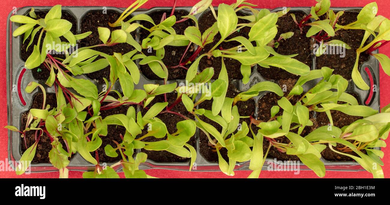 Beetroot seedlings seen from above in a plug plant tray Stock Photo - Alamy