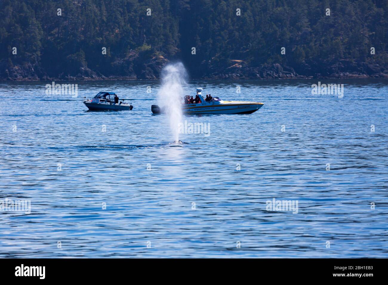 Whale spraying water hi-res stock photography and images - Alamy