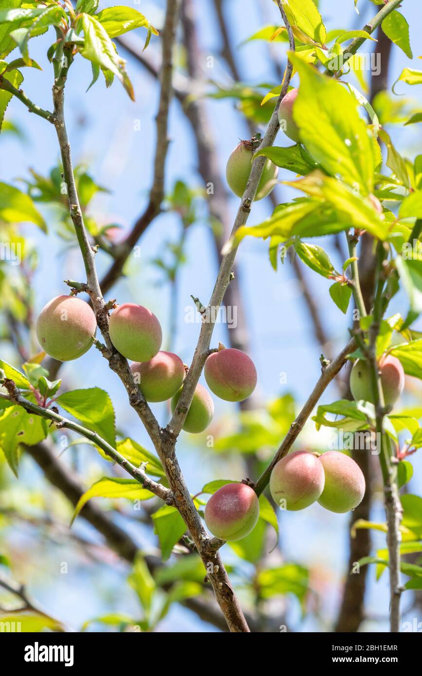 Unripe Japanese plum fruits, Isehara City, Kanagawa Prefecture, Japan ...