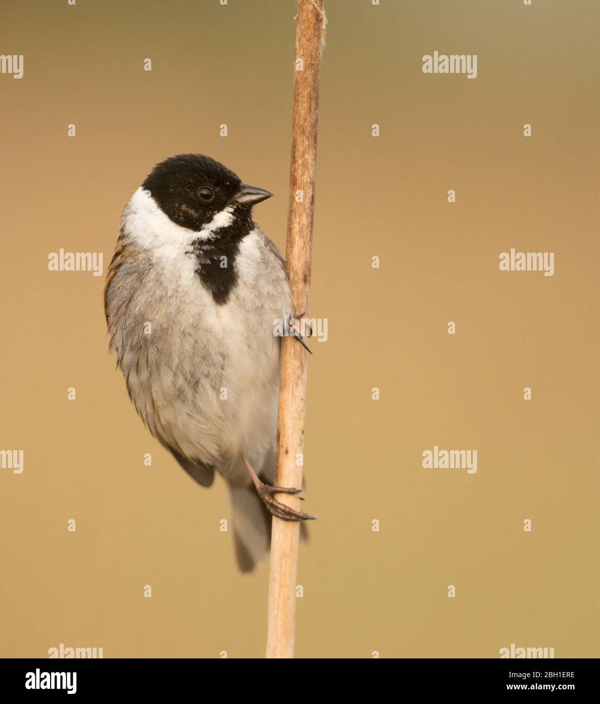 A male Reed Bunting (Emberiza Schoeniclus) in breeding plumage perched ...