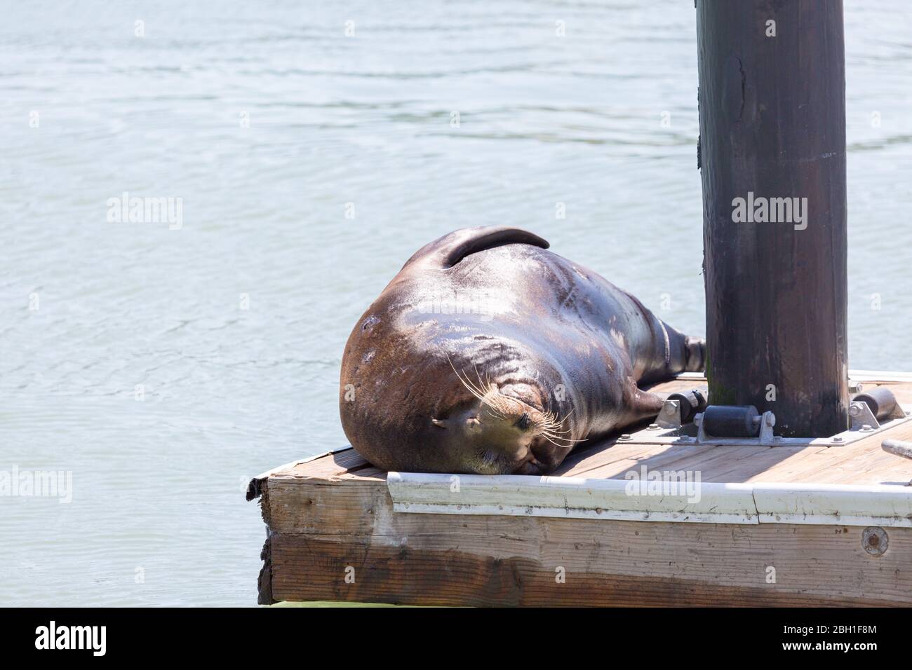 Fat seal hi-res stock photography and images - Alamy