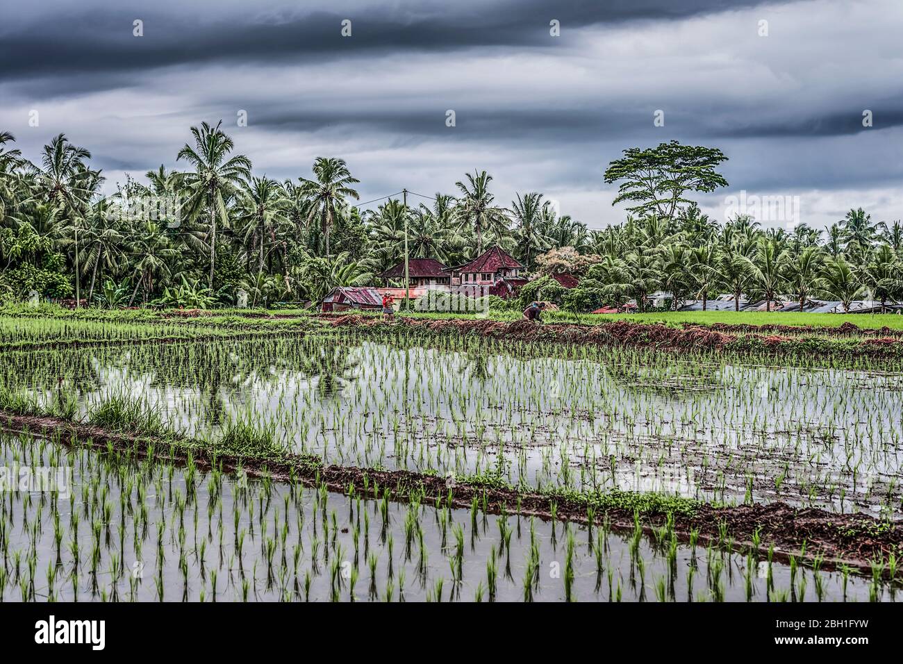 Man working in rice fields in dramatic style Stock Photo - Alamy