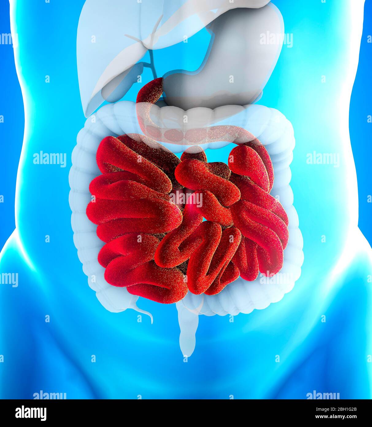 Human microbiota hi-res stock photography and images - Alamy