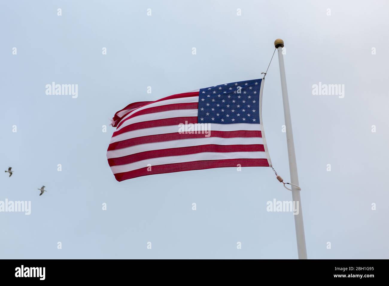 Stars and Stripes American flag blowing in the wind as birds fly by ...