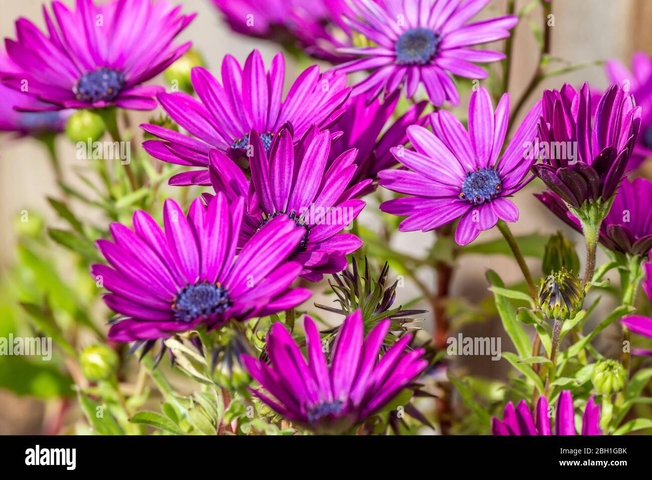 Colourful Osteospermum ecklonis in flowering spring time in a ...