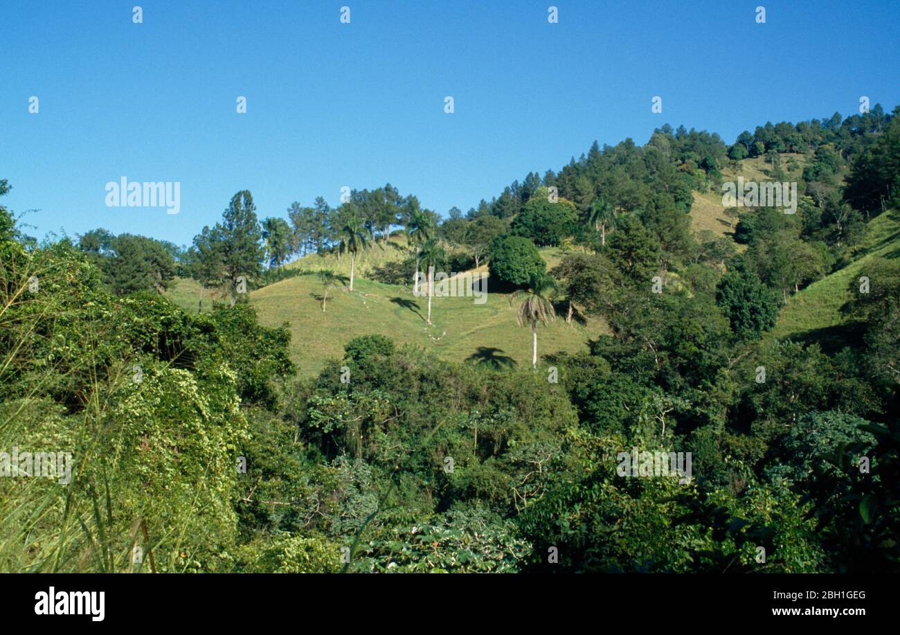 West Indies, Dominican Republic, Cordillera Central, Jarabacoa, Tree ...