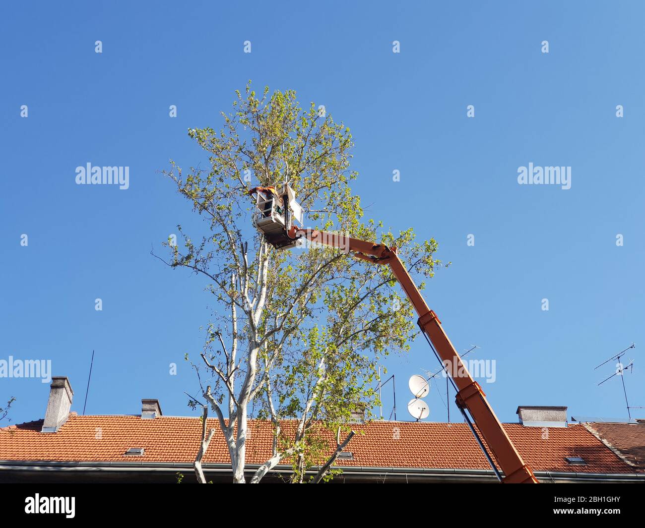 Worker with a chainsaw trimming the tree branches on the high Hydraulic ...