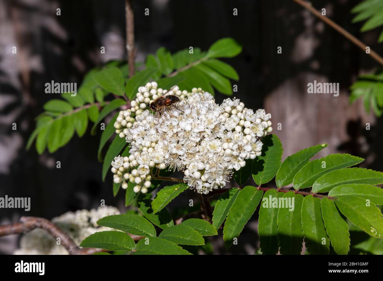 A Carpenter Bee collecting pollen from a Rowan. Sorbus aucuparia ...
