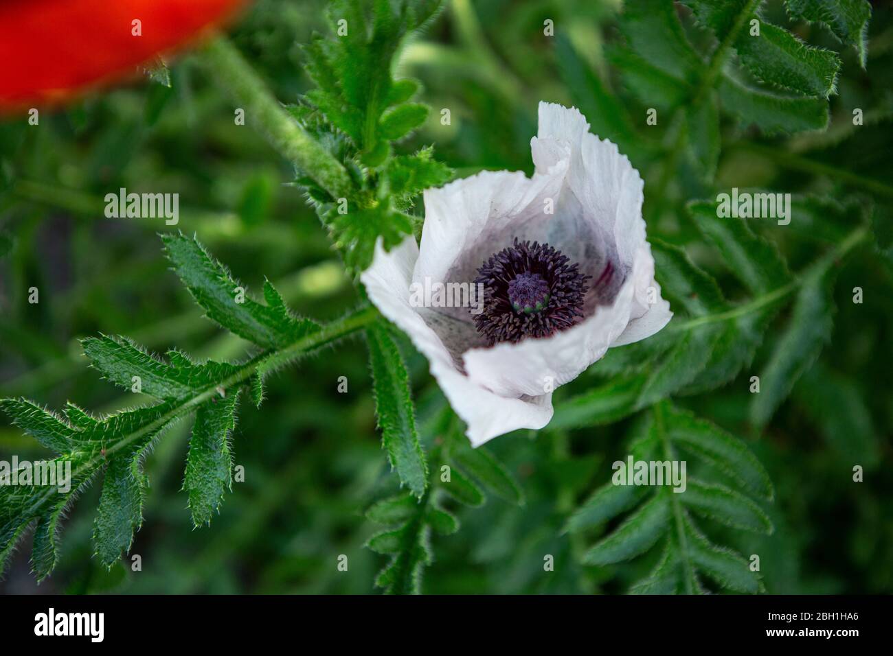 Turkischer mohn hi-res stock photography and images - Alamy