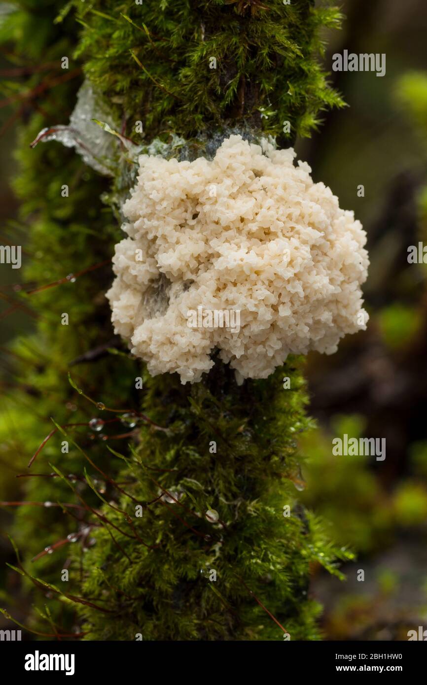 Flowers of tan fuligo septica hi-res stock photography and images - Alamy
