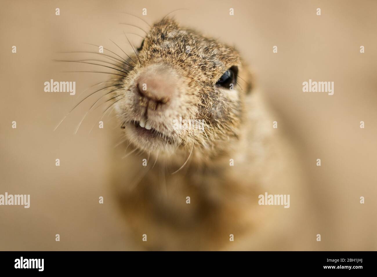 Biege hi-res stock photography and images - Alamy