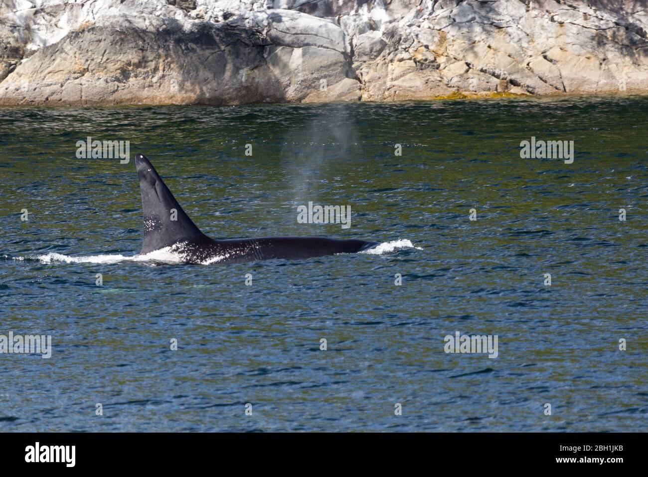 Orca Killer Whale spraying water through its blow hole Stock Photo - Alamy