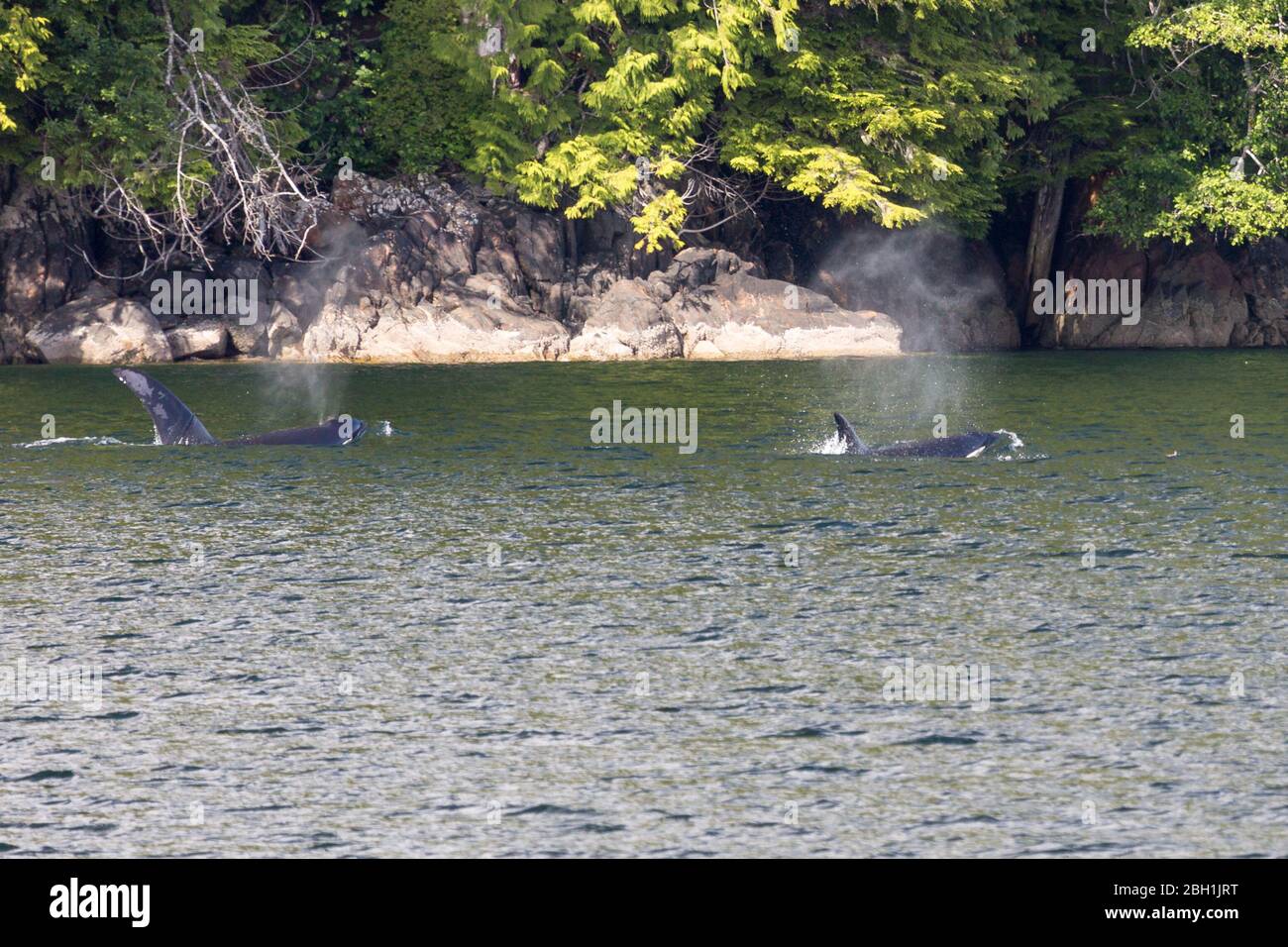 Whale spraying water hi-res stock photography and images - Alamy