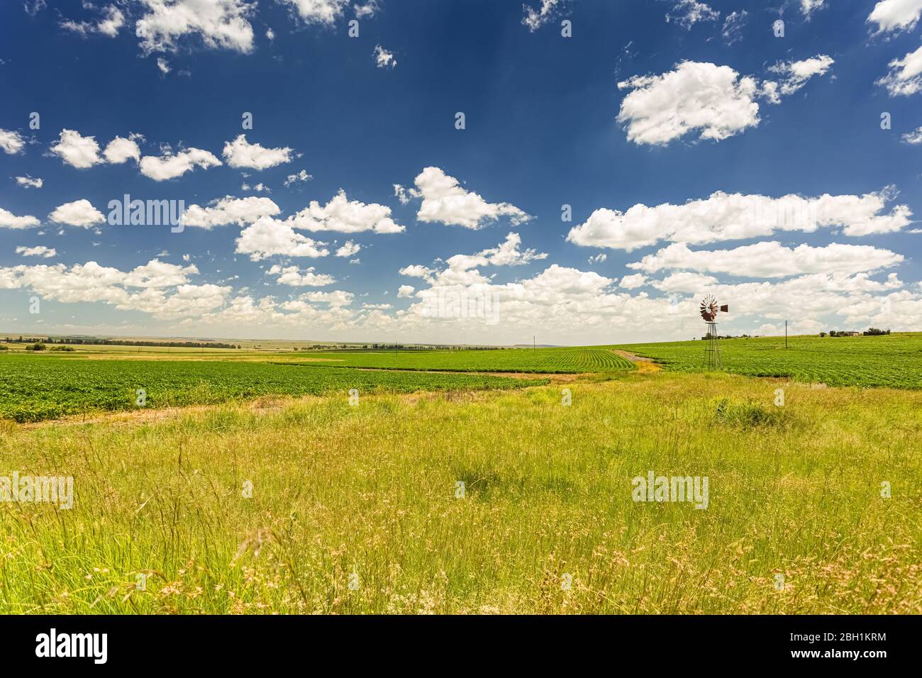 Highveld grass hi-res stock photography and images - Alamy