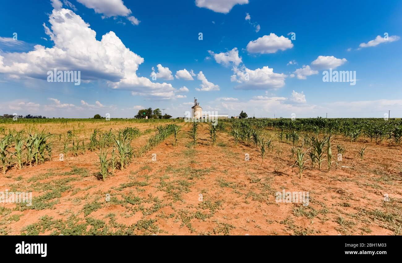 Small scale independent Corn Maize Farm Field in Rural South Africa ...
