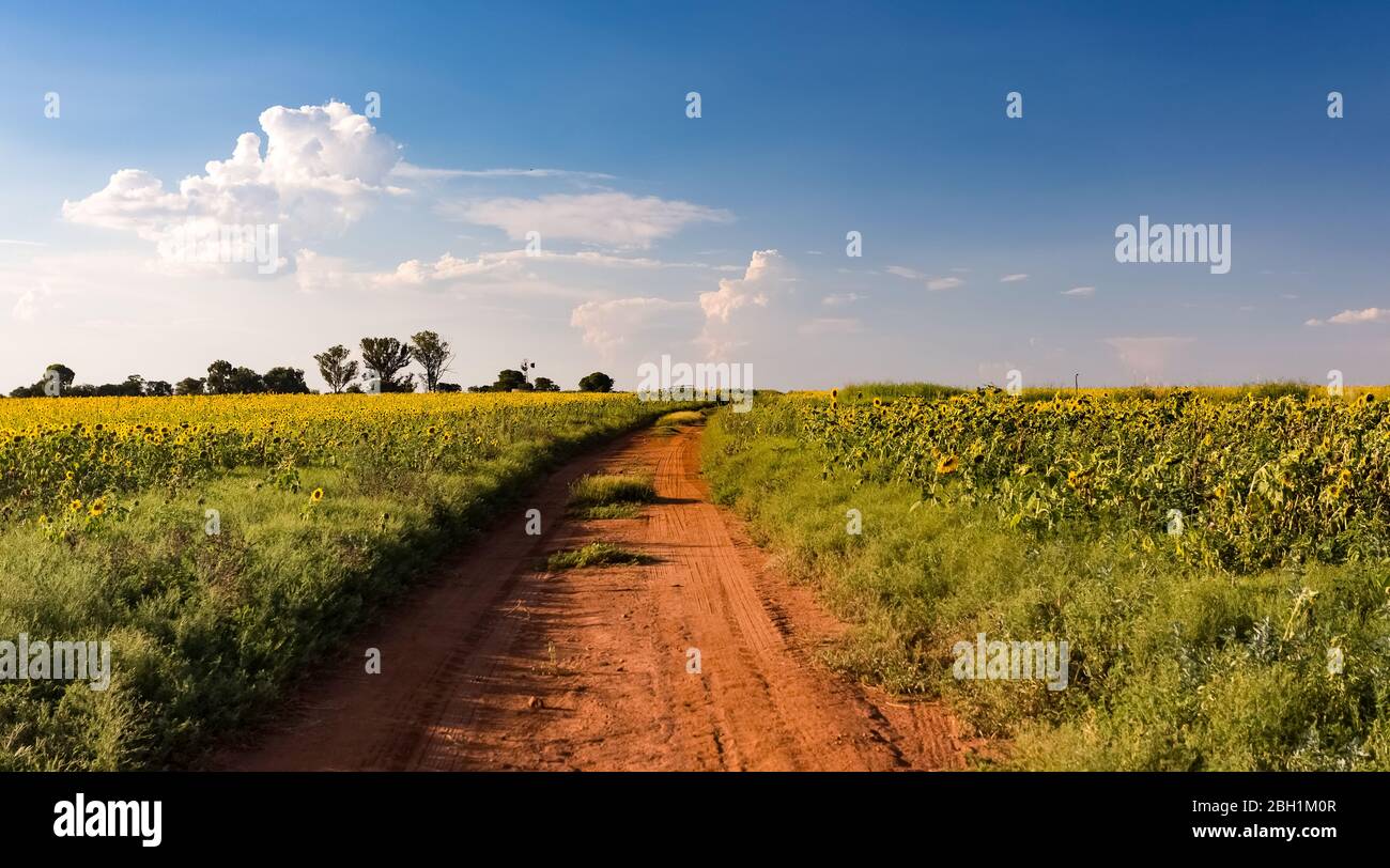 Small scale sunflower seed farm in the Highveld region of South Africa ...