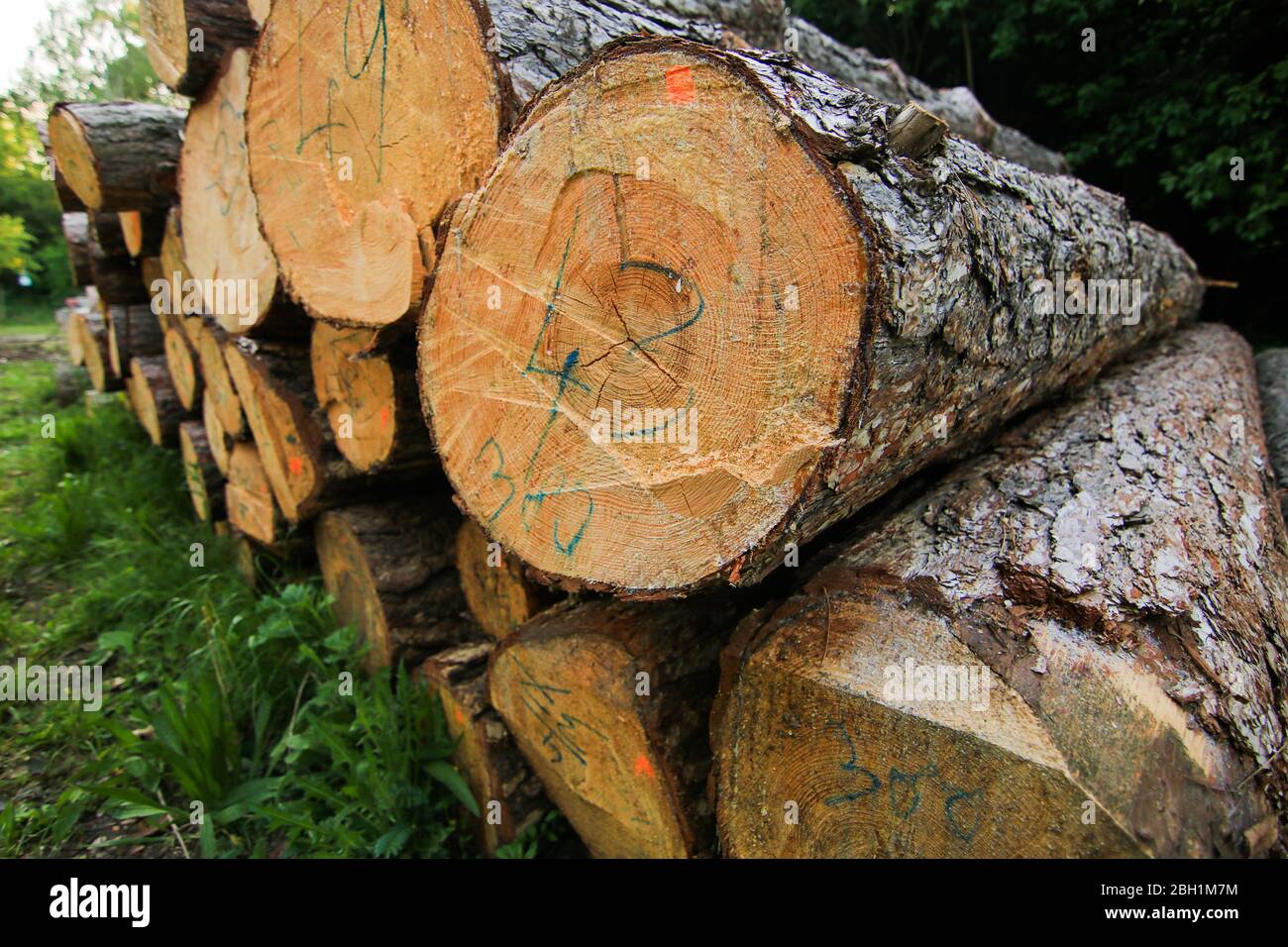 Log trunks pile, the logging timber wood industry Stock Photo - Alamy