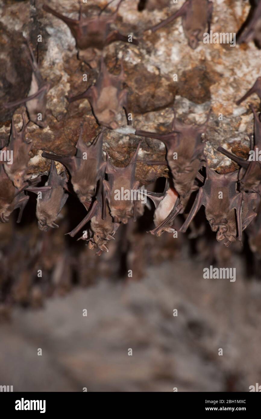 Greater Mouse-tailed Bat (Rhinopoma microphyllum) is a species of bat ...