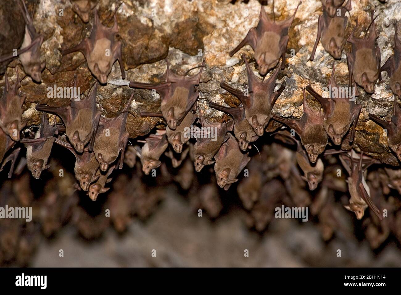 Greater Mouse-tailed Bat (Rhinopoma microphyllum) is a species of bat ...