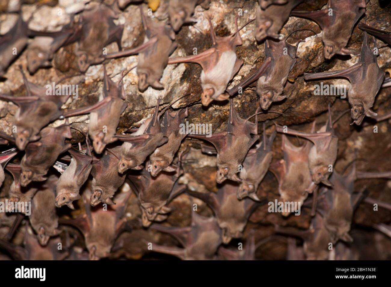 Greater Mouse-tailed Bat (Rhinopoma microphyllum) is a species of bat ...