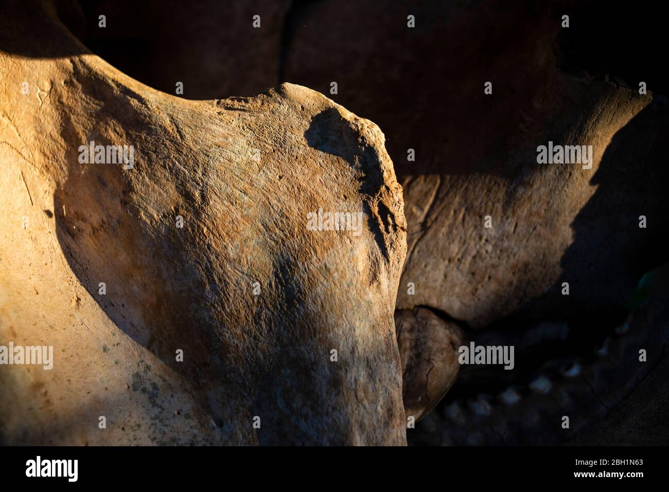 Asian Elephant Skeleton High Resolution Stock Photography and Images ...