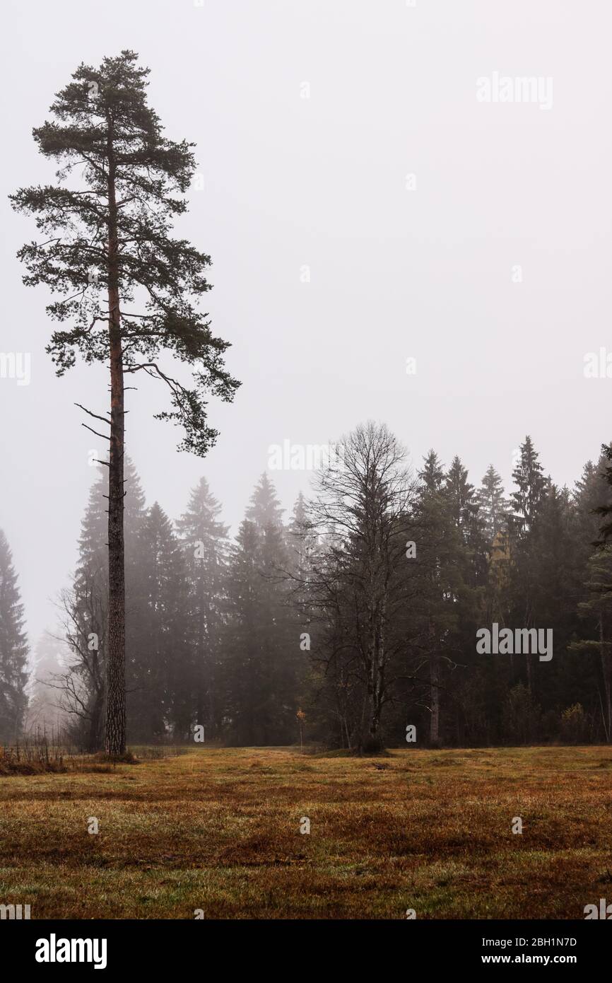One Isolated Single Tree in Nature Wild Landscape with a Foggy Mist ...