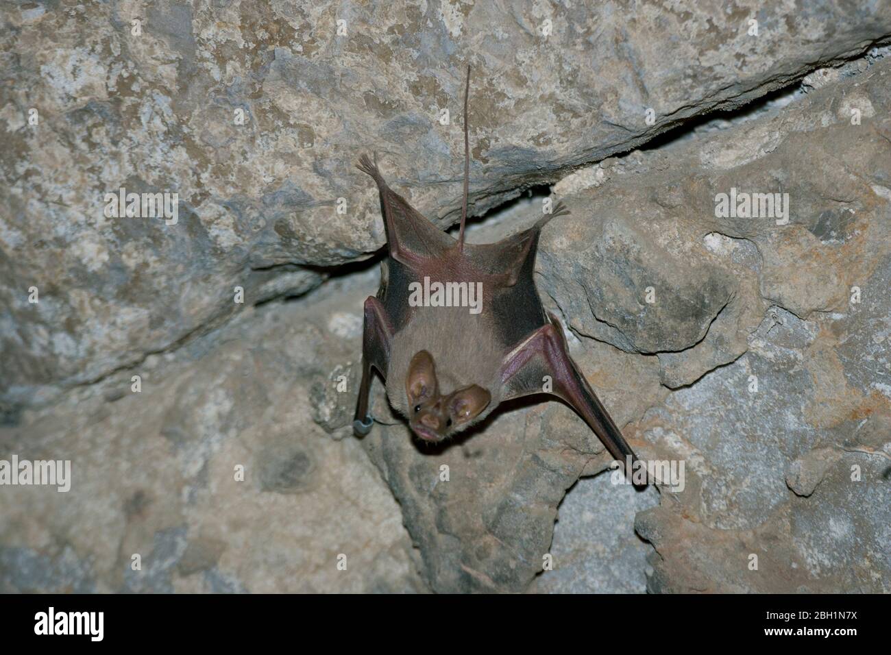 Hardwick's Mouse-tailed Bat (Rhinopoma hardwickei), or Lesser Mouse ...