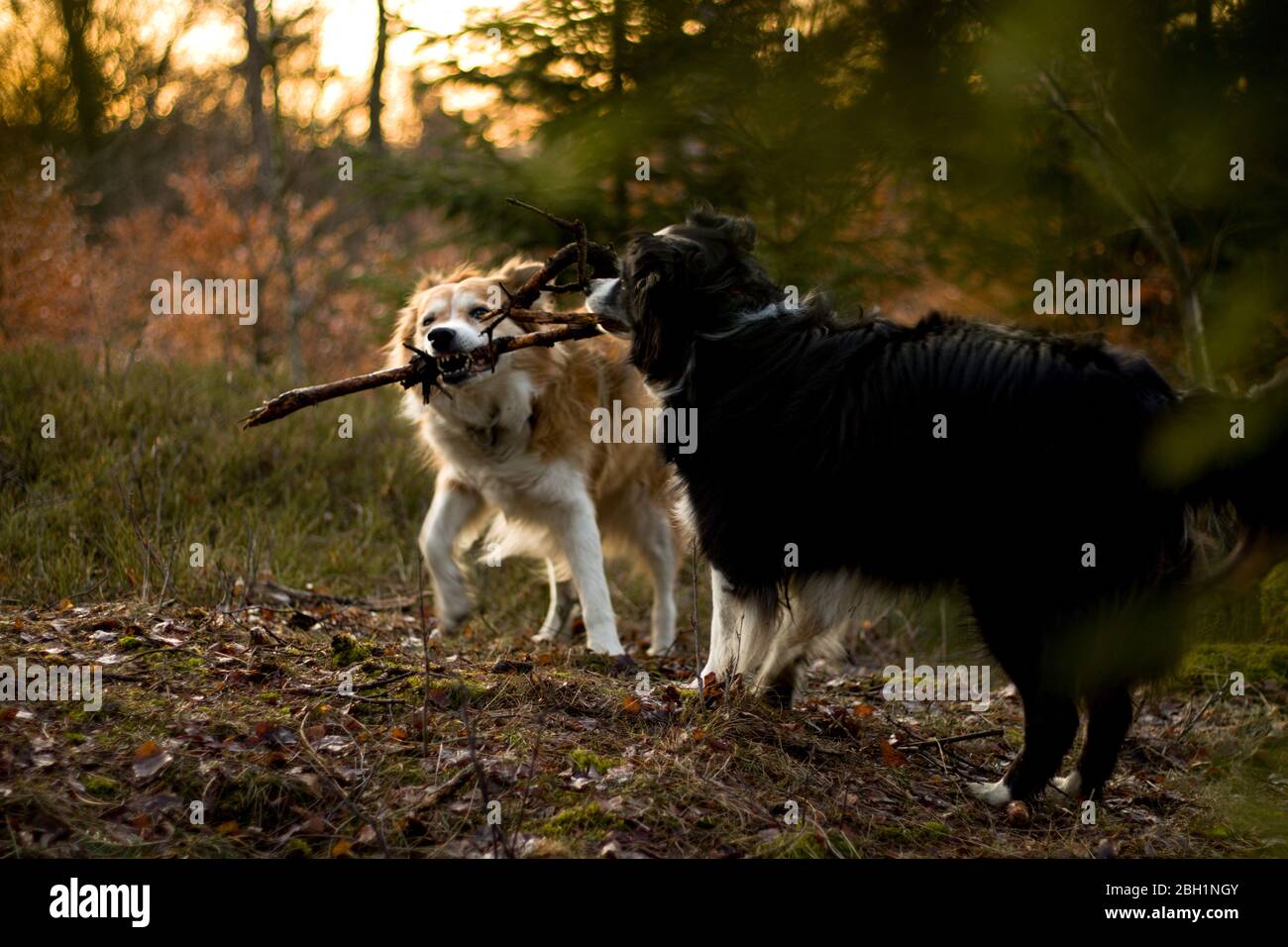 Two happy dogs border collie are playing in the forest Stock Photo - Alamy