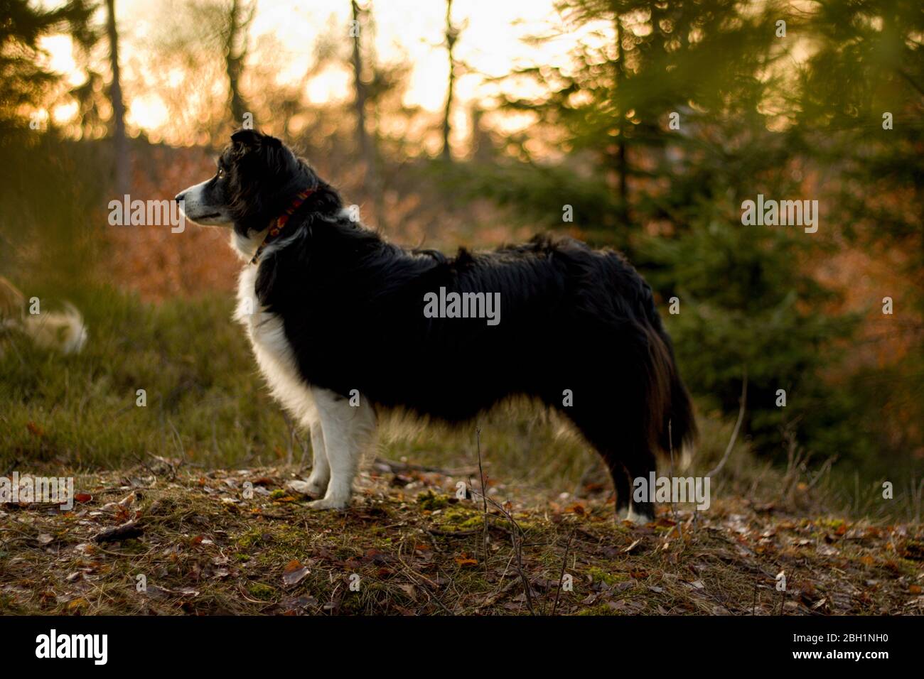 portrait of a black and white border collie at orange sunrise Stock ...
