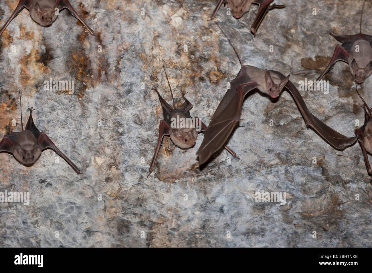 Egyptian mouse tailed bat hi-res stock photography and images - Alamy