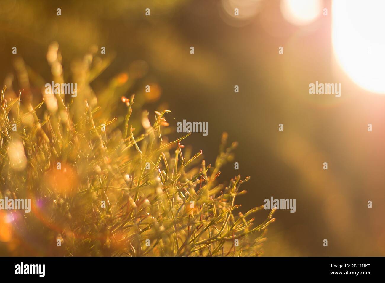 Under tree shade hi-res stock photography and images - Alamy