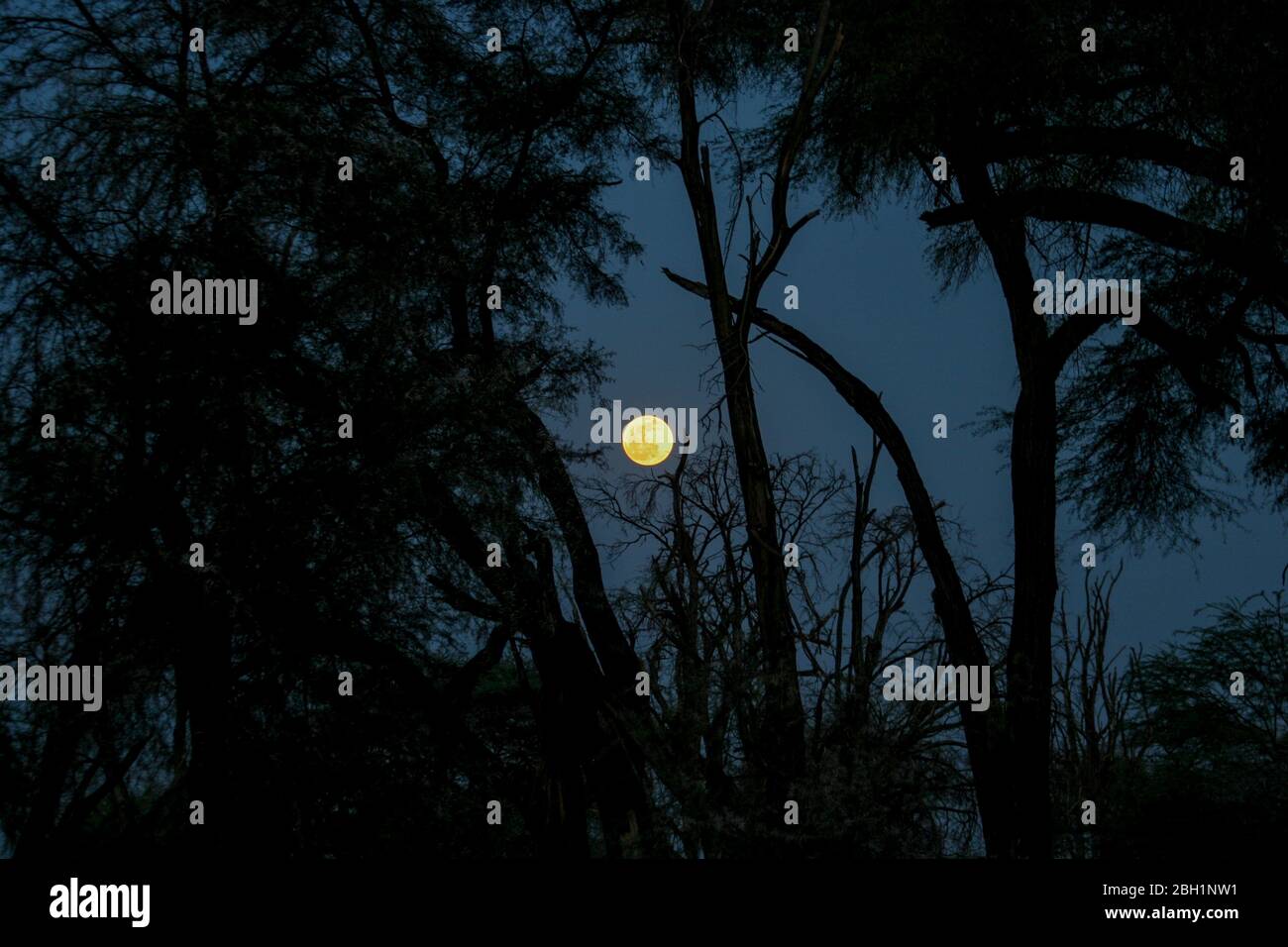 Full African Moon rising behind silhouetted trees at night ...