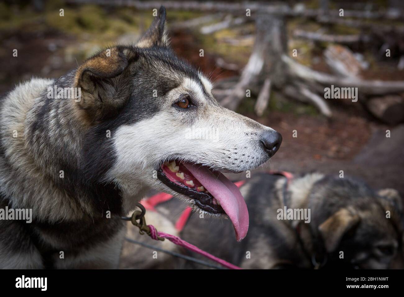 Skagway alaska dog hi-res stock photography and images - Alamy
