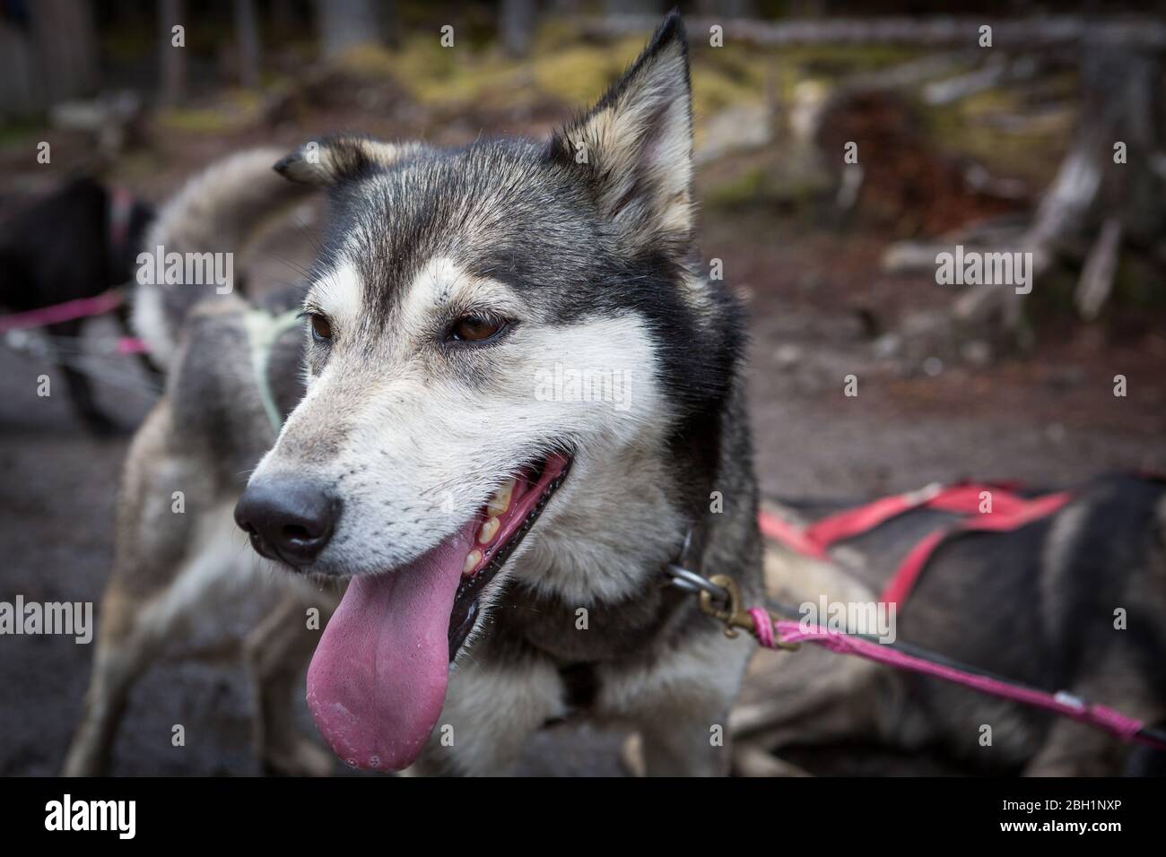 Skagway alaska dog hi-res stock photography and images - Alamy