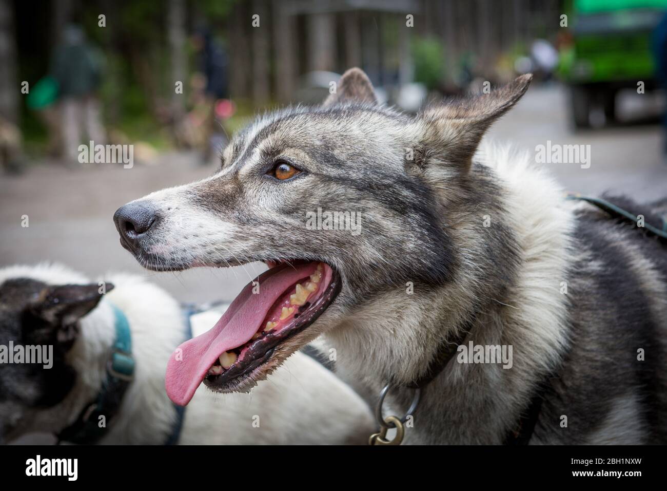 Alaskan Huskies in Skagway, Alaska Stock Photo - Alamy