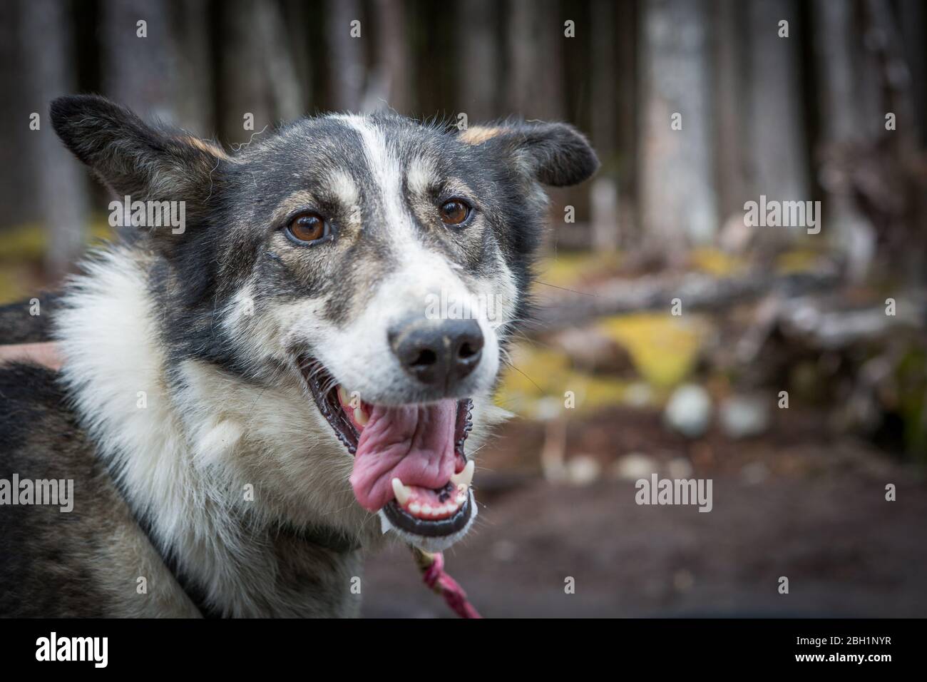 Skagway alaska dog hi-res stock photography and images - Alamy